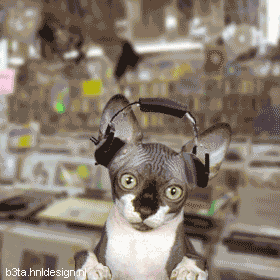 Go DJ Kitty Go: 30 Ridiculously Animated Cat Gifs and Stuff - Magnetic ...
