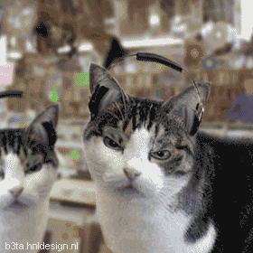 Go DJ Kitty Go: 30 Ridiculously Animated Cat Gifs and Stuff - Magnetic ...