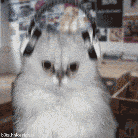 Go DJ Kitty Go: 30 Ridiculously Animated Cat Gifs and Stuff - Magnetic ...