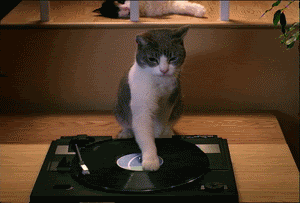 Go DJ Kitty Go: 30 Ridiculously Animated Cat Gifs and Stuff - Magnetic ...